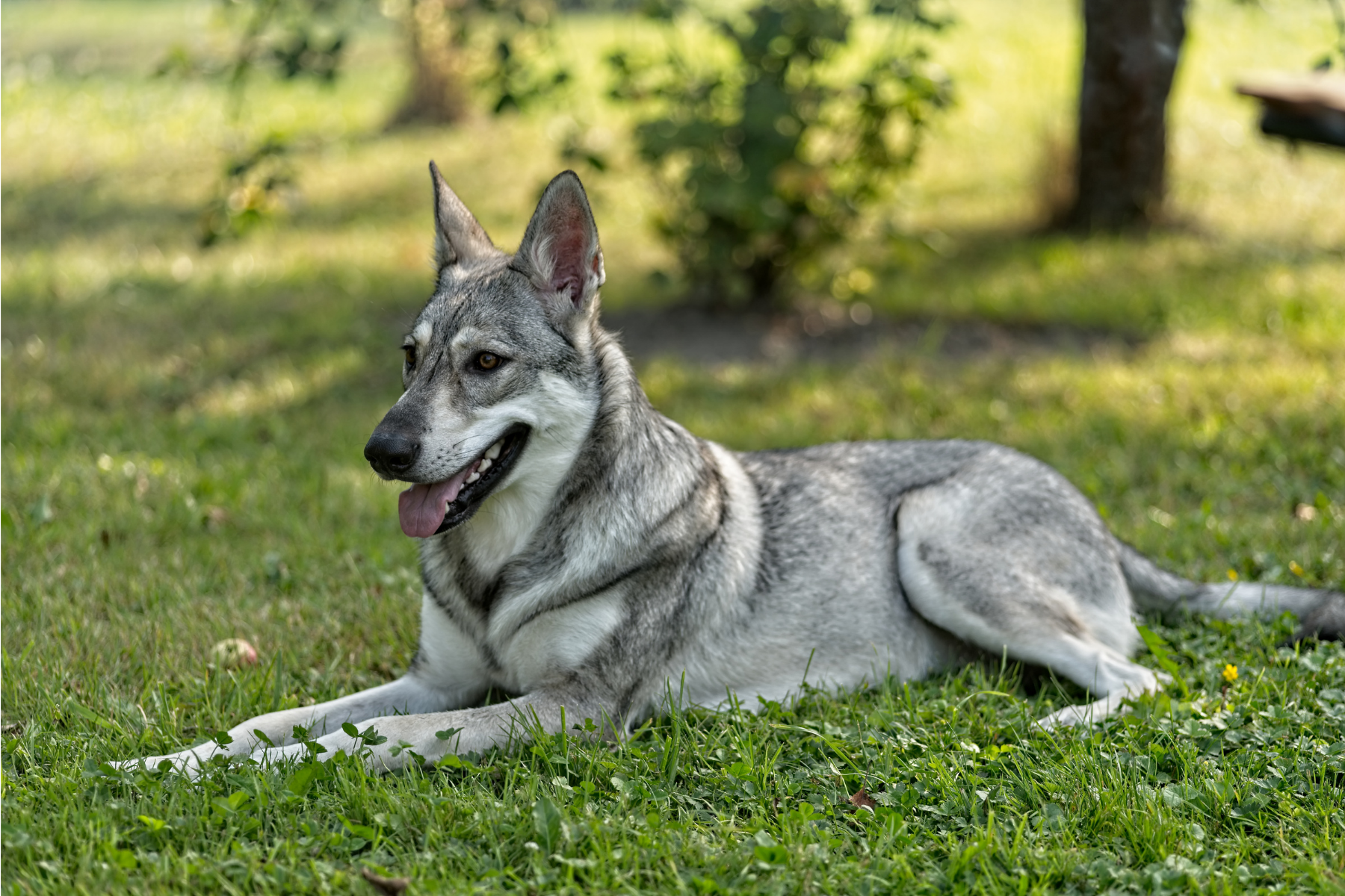 15 Stunning Wolf Dog Breeds (You Can Have As A Pet) | Living Tiny With ...
