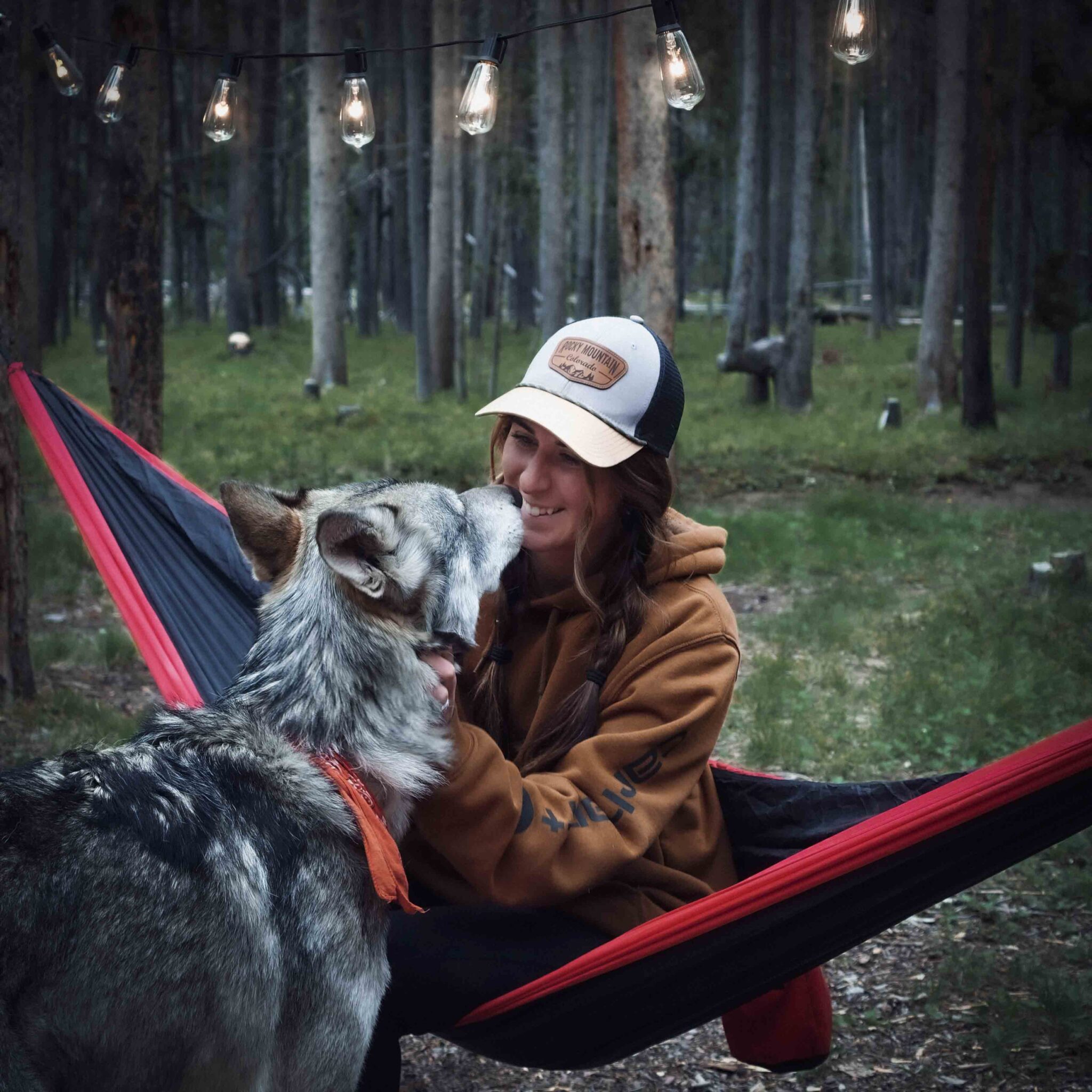 How To Train A Wolf Dog: House Training, Socialization & Behavior ...