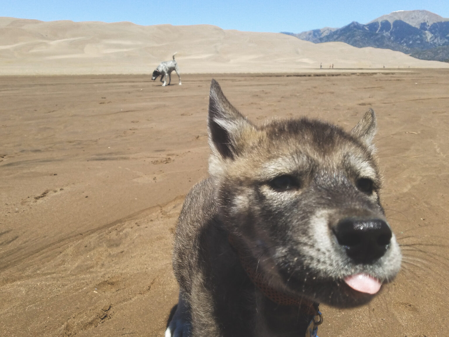 A New Puppy Owner’s Guide To Caring For A Wolf Dog | Living Tiny With A ...