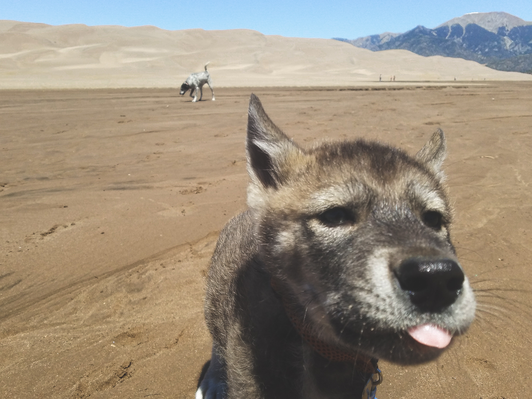 A New Puppy Owner’s Guide To Caring For A Wolf Dog | Living Tiny With A ...