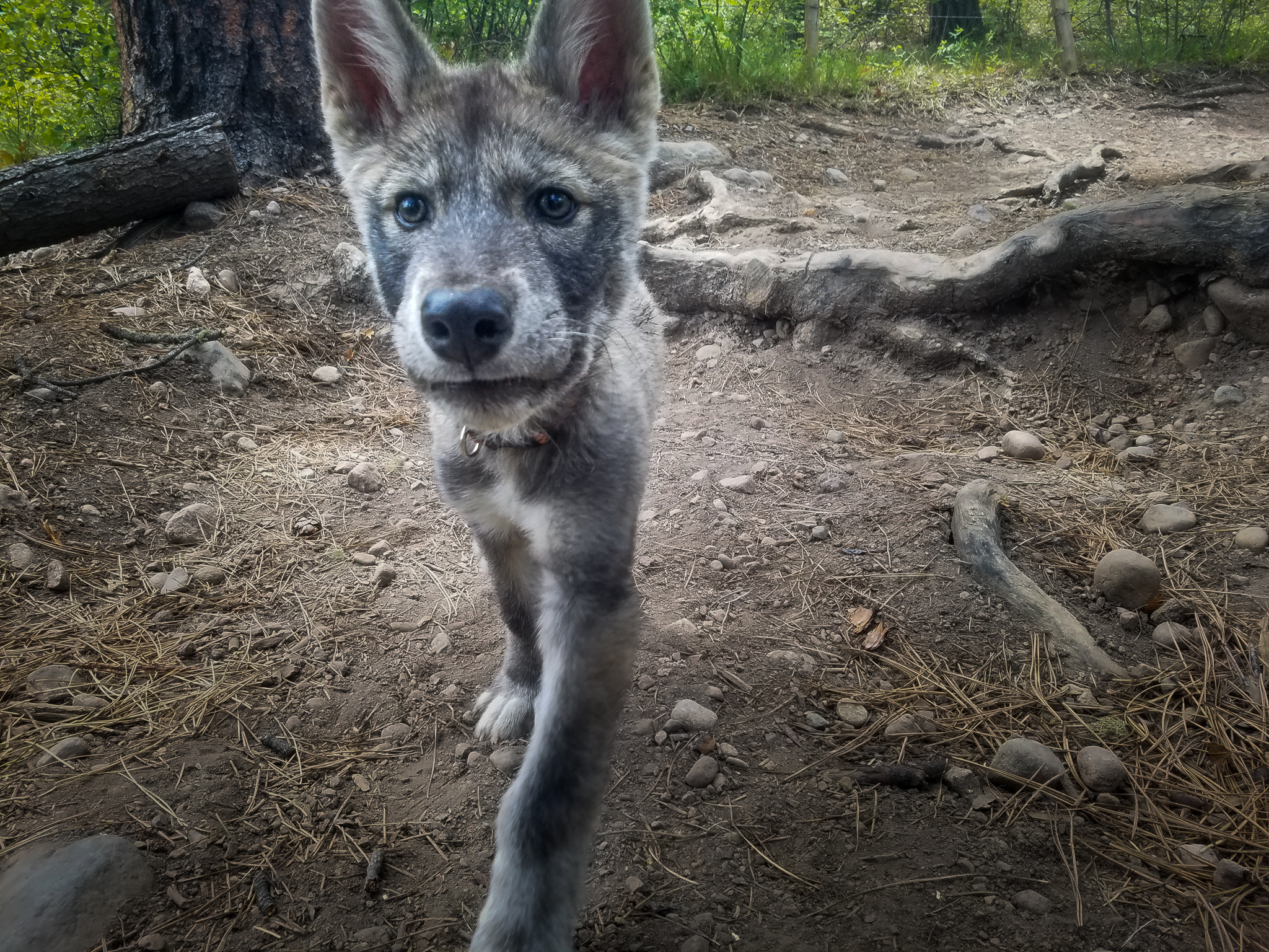A New Puppy Owner’s Guide To Caring For A Wolf Dog | Living Tiny With A ...