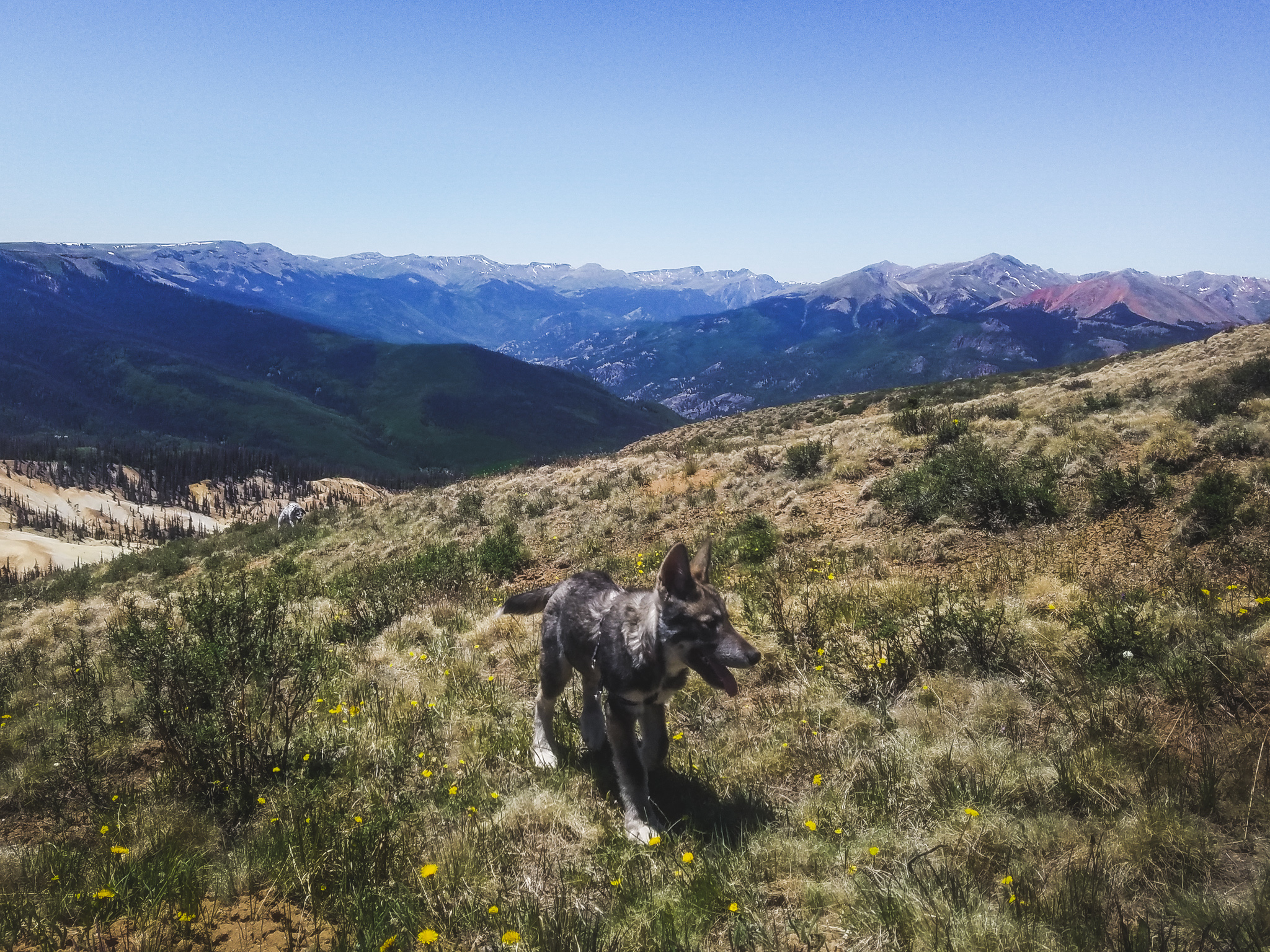 A New Puppy Owner’s Guide To Caring For A Wolf Dog | Living Tiny With A ...