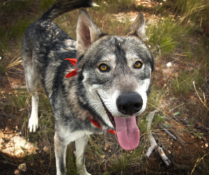 Wolf Dog Resources | Living Tiny With A Wolf