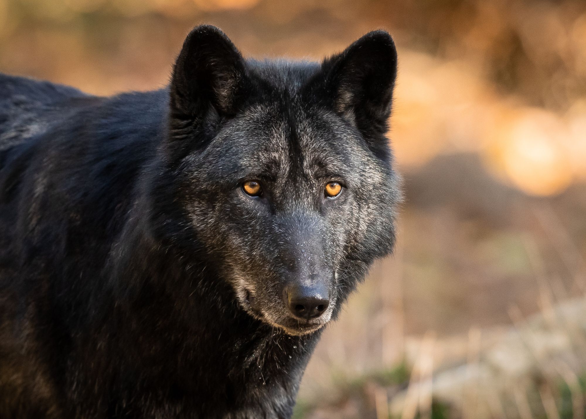 Black Wolf Dog (Origins, Traits + Care) | Living Tiny With A Wolf